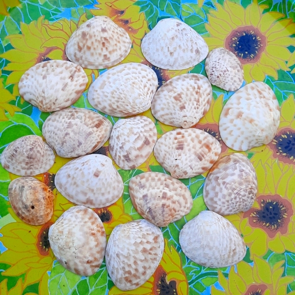 Accents | 18 Calico Clam Seashells From Sanibel Island | Poshmark